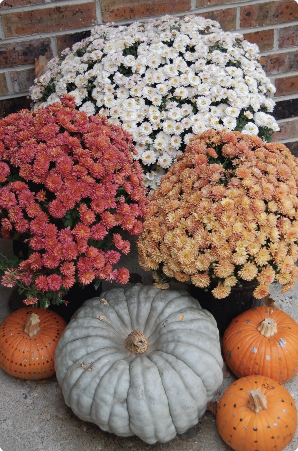 Pumpkins & Polka Dots and Festive Fall Fare: Part I